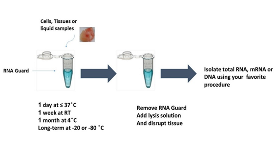 محلول RNAGuard (RNA Later) - نوترکیب آزما تشخیص